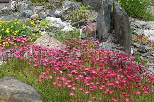 Камнеломка арендса