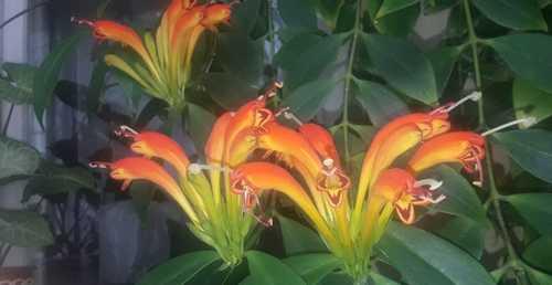 Эсхинантус "Прекрасный"