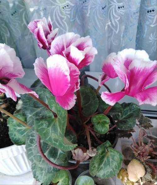 Семена цикломена