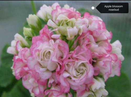 Герань Пеларгония Appleblossom rosebud