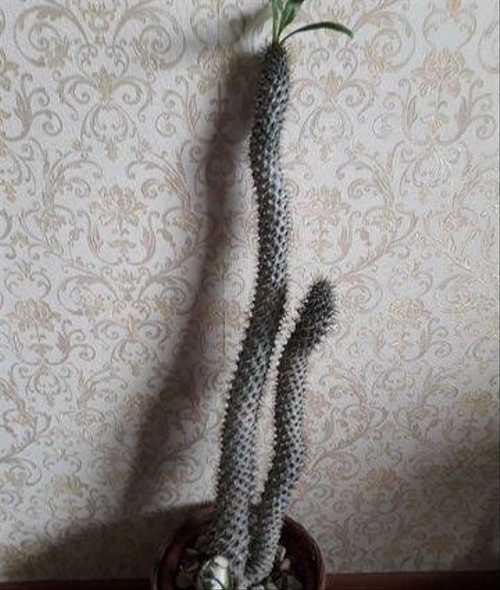 Кактус