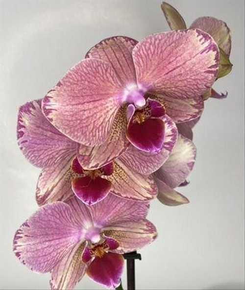Орхидея фаленопсис, пират