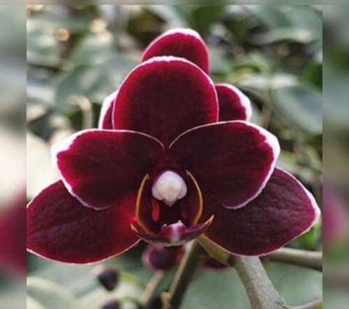 Орхидея Phal. Miki little Fox