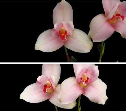 Орхидея ликаста