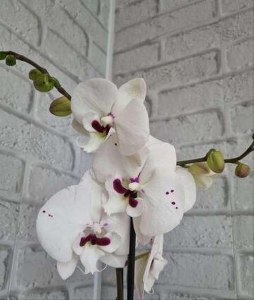 Орхидея фаленопсис биг лип reyoung prince