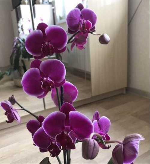 Цветущая сортовая орхидея Pretoria
