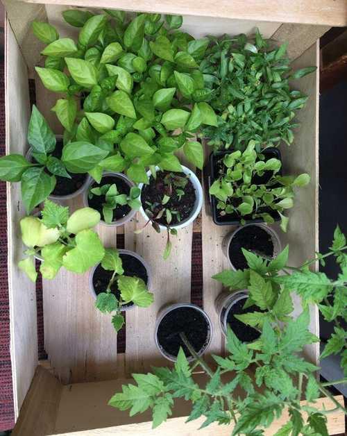Растения для маленького огорода на балконе )