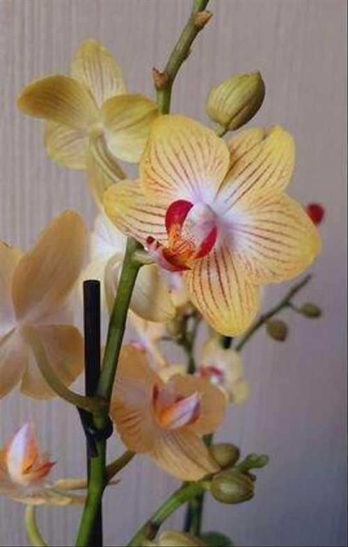 Желтая орхидея мультифлора 2 цветоноса