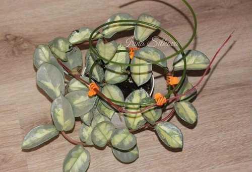Хойя carnosa Argentea Princess variegated