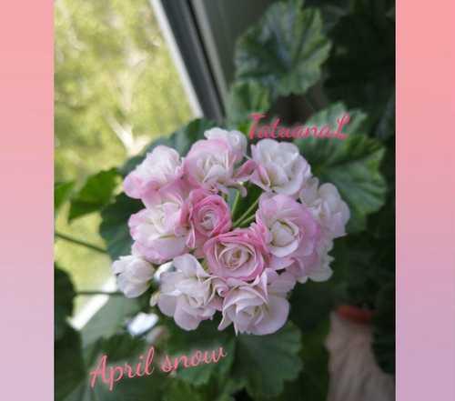 Пеларгония герань April snow