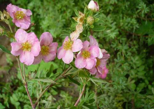 Лапчатка кустарниковая Ловели Пинк, много другого