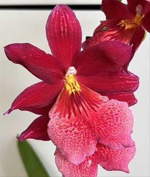 Орхидея Мильтония Н70см ароматная