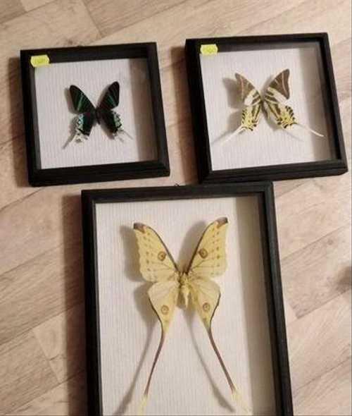 Картина бабочка