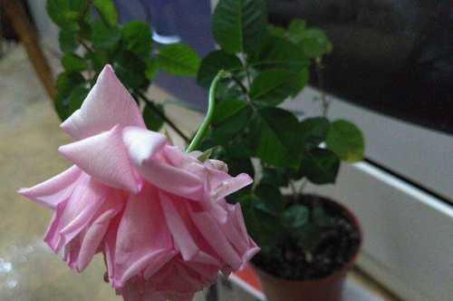 Роза бенгальская насыщенно розовая