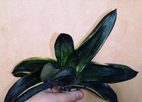 Гастерия armstrongii hybrid variegata крупные