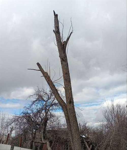 Ствол дерева. Груша