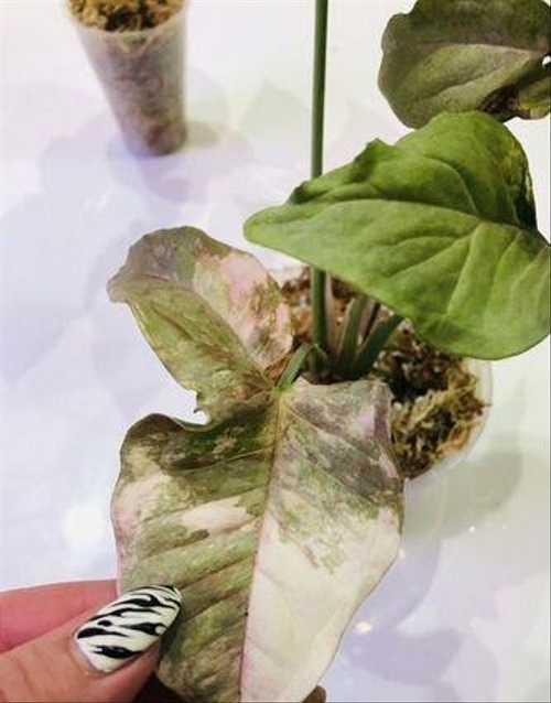 Сингониум pink spot marbl double variegata