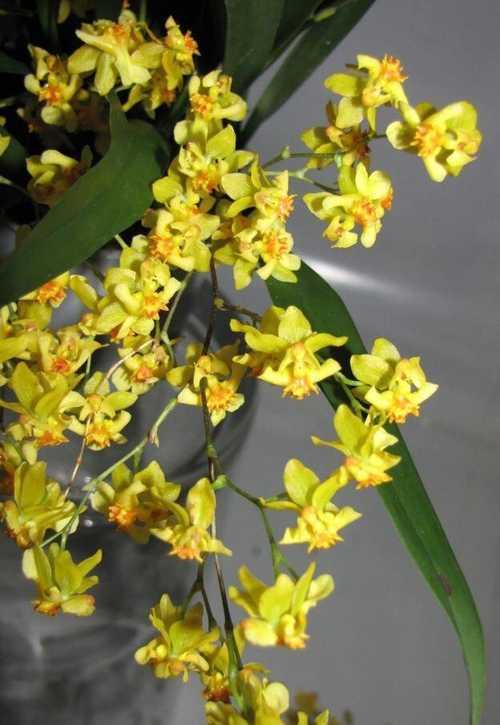 Орхидея Онцидиум Твинкль