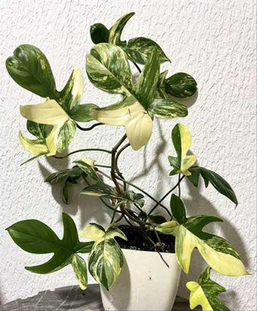 Филодендрон Magic Mask Variegata