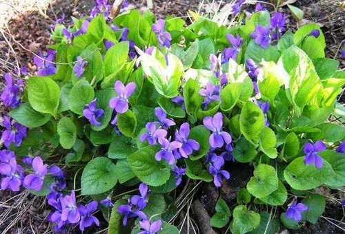 Почвопокровник фиалка душистая