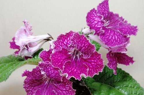 Стрептокарпус Ds-Король Детка