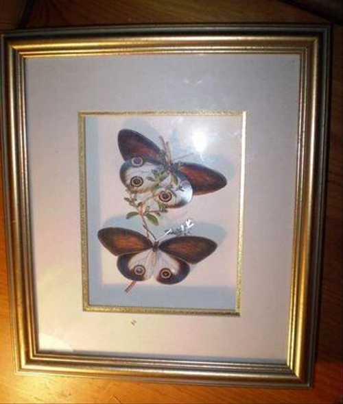 Картина " бабочки"