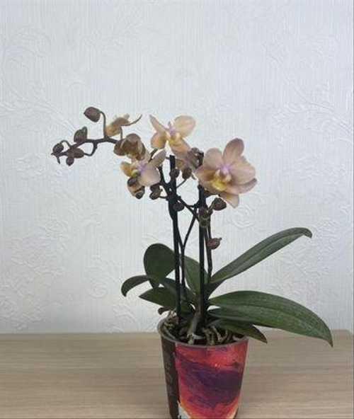 Орхидея фаленопсис / горшечные растения цветы