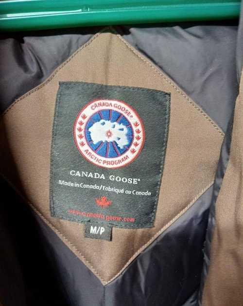 Аляска Canada goose 48