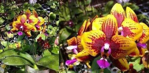 Орхидея фаленопсис сеянцы