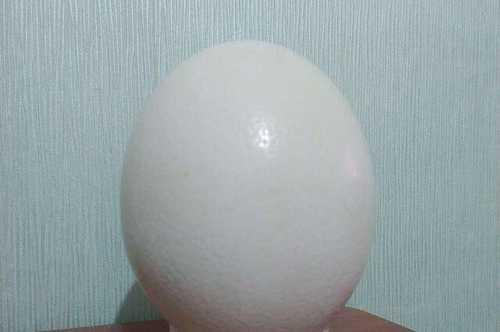 Пустое яйцо страуса