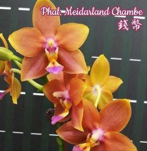 Орхидея Фаленопсис Meidarland Хембри в наличии