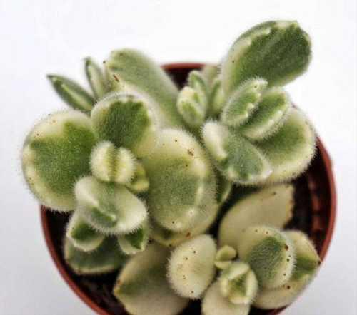 Котиледон (Cotyledon ssp. Ladismithiensis Variegat