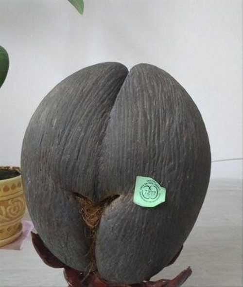 Продам сувенир - кокосовый орех (Сейшельские остро