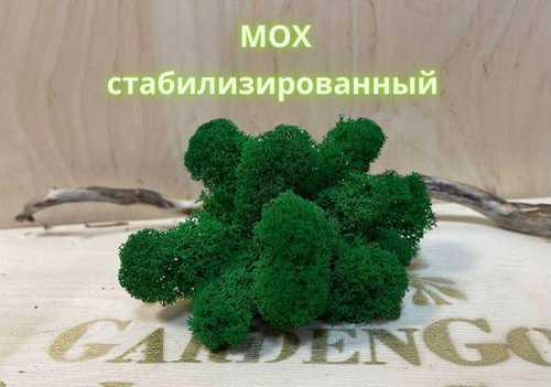 Стабилизированный мох. Для декора. Ягель
