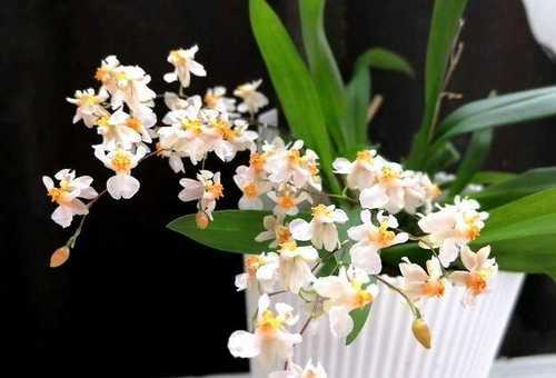 Цветущий Онцидиум Твинкл Ароматная орхидея