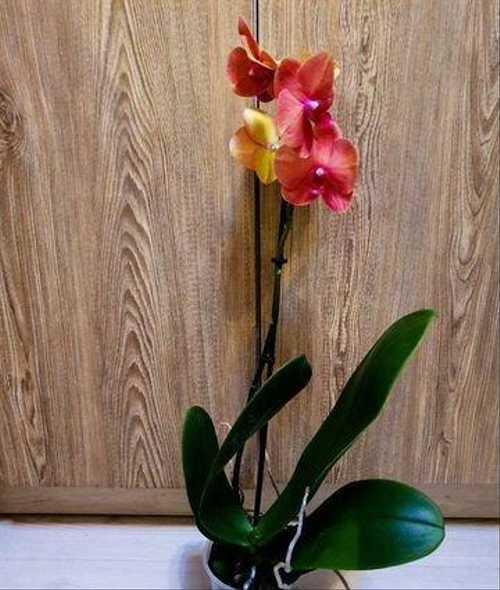 Орхидея фаленопсис Серф Сонг, Равелло
