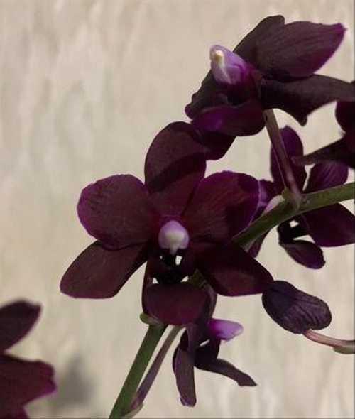 Орхидея фаленопсис Черная жемчужина