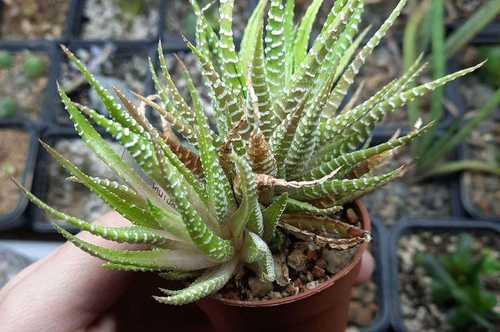 Haworthia attenuata variegata