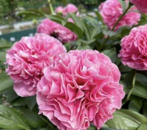 Пион Карнейшен Букет(Carnation Bouquet)