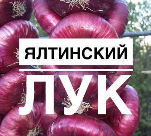 Семена лук Ялтинский