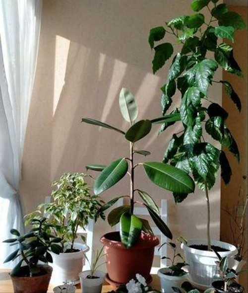 Фикус 4 вида и другие комнатные растения