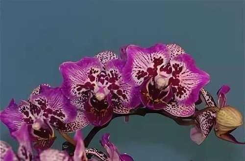 Орхидея Phal. Formosa Клюква 'Wilson' 2.5" B43