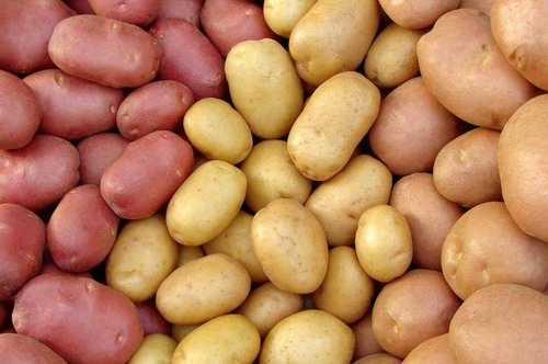 Семенной картофель 11 сортов