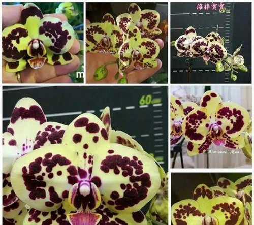 Phal. OX Sponge Bob