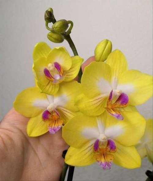 Орхидея ароматная Sweet Girl
