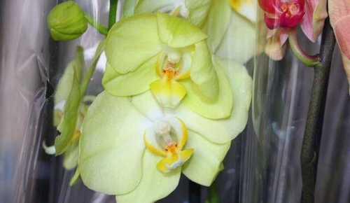 Фисташковая орхидея лимонная 2 ветви 964041