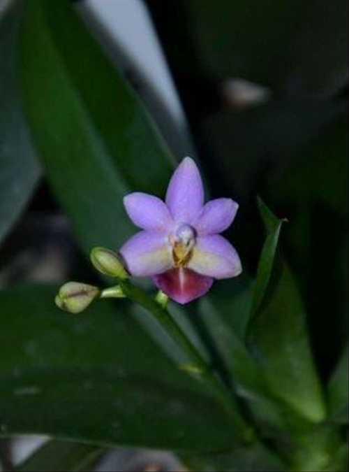Орхидея Голубой ангел фаленопсис