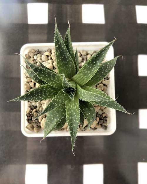 Алоэ (aloe aristata)