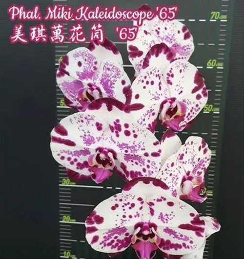 Орхидея фаленопсис Phal. Miki Kaleidoscope ‘65’
