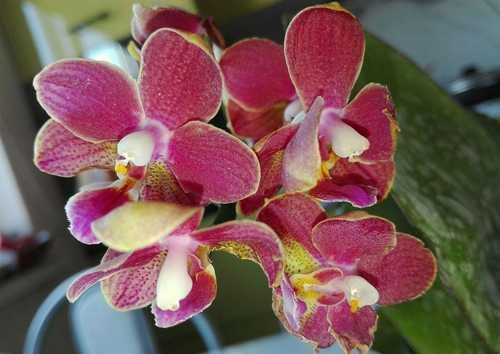 Орхидея фаленопсис KS Balm x Yaphon Perfume
